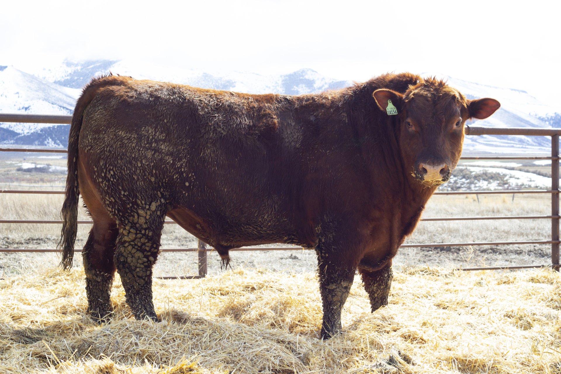 SIMMENTAL SIRES