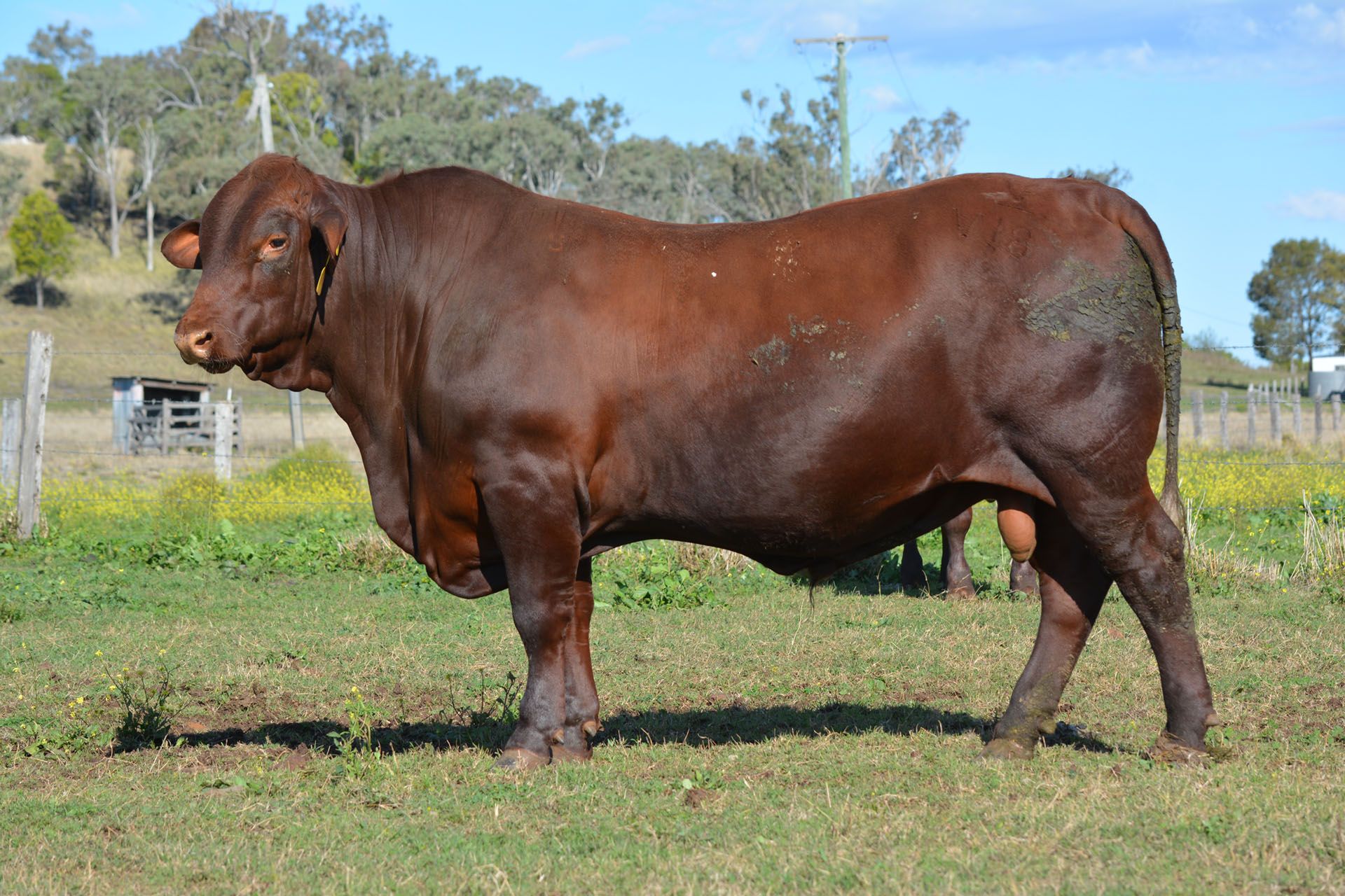 Santa Gertrudis Cattle Breeders & Beef Producers