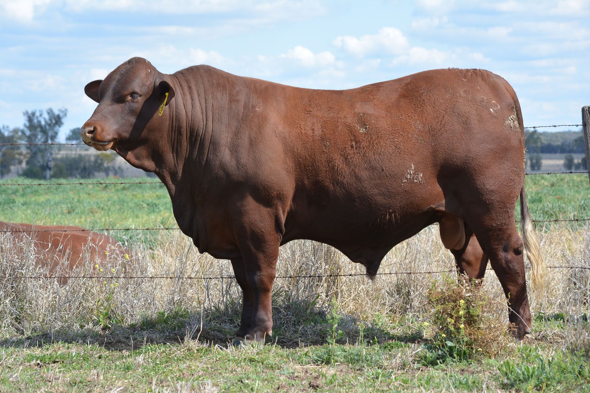 Santa Gertrudis Cattle Breeders & Beef Producers
