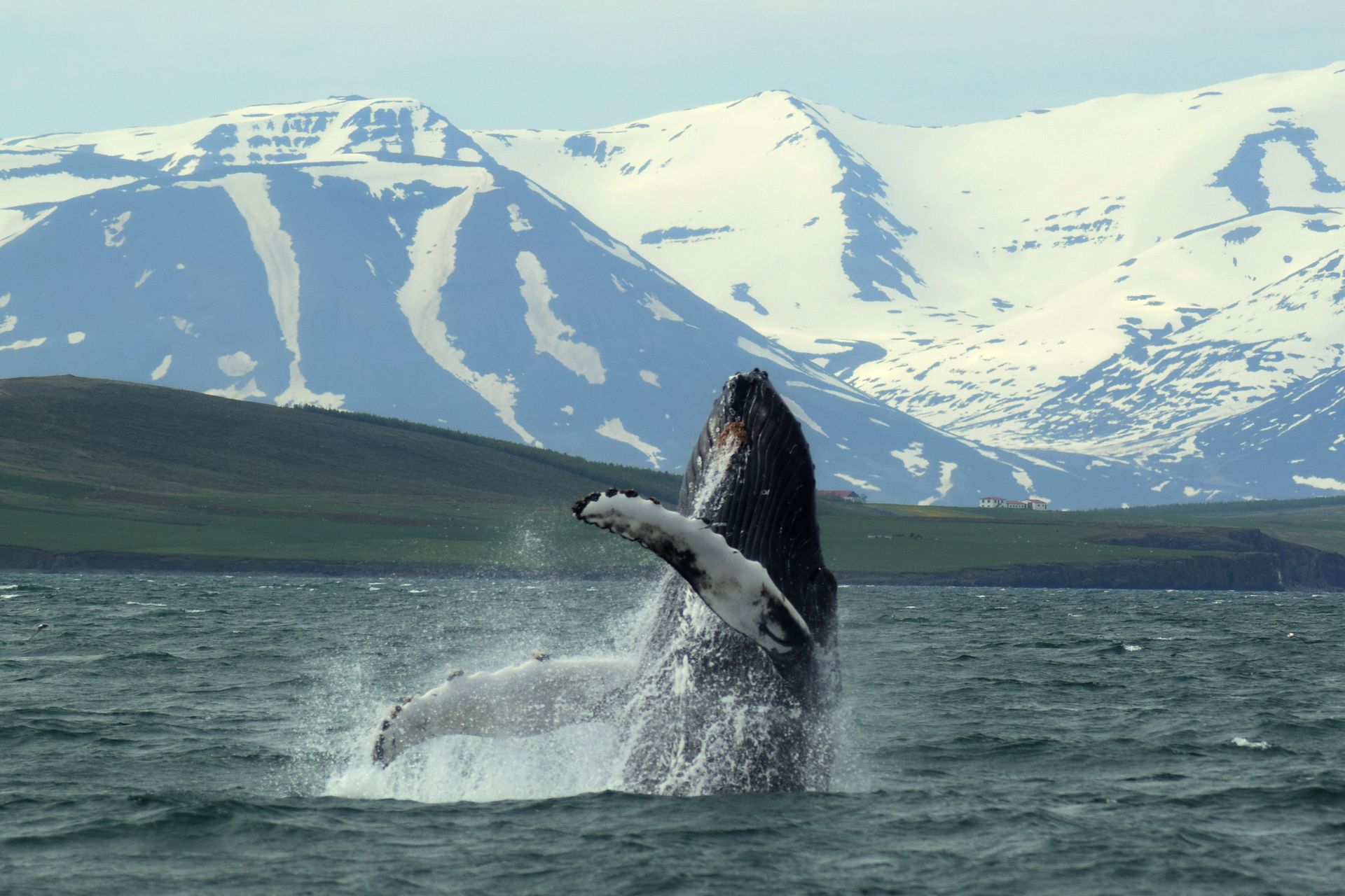 Whales & Raft