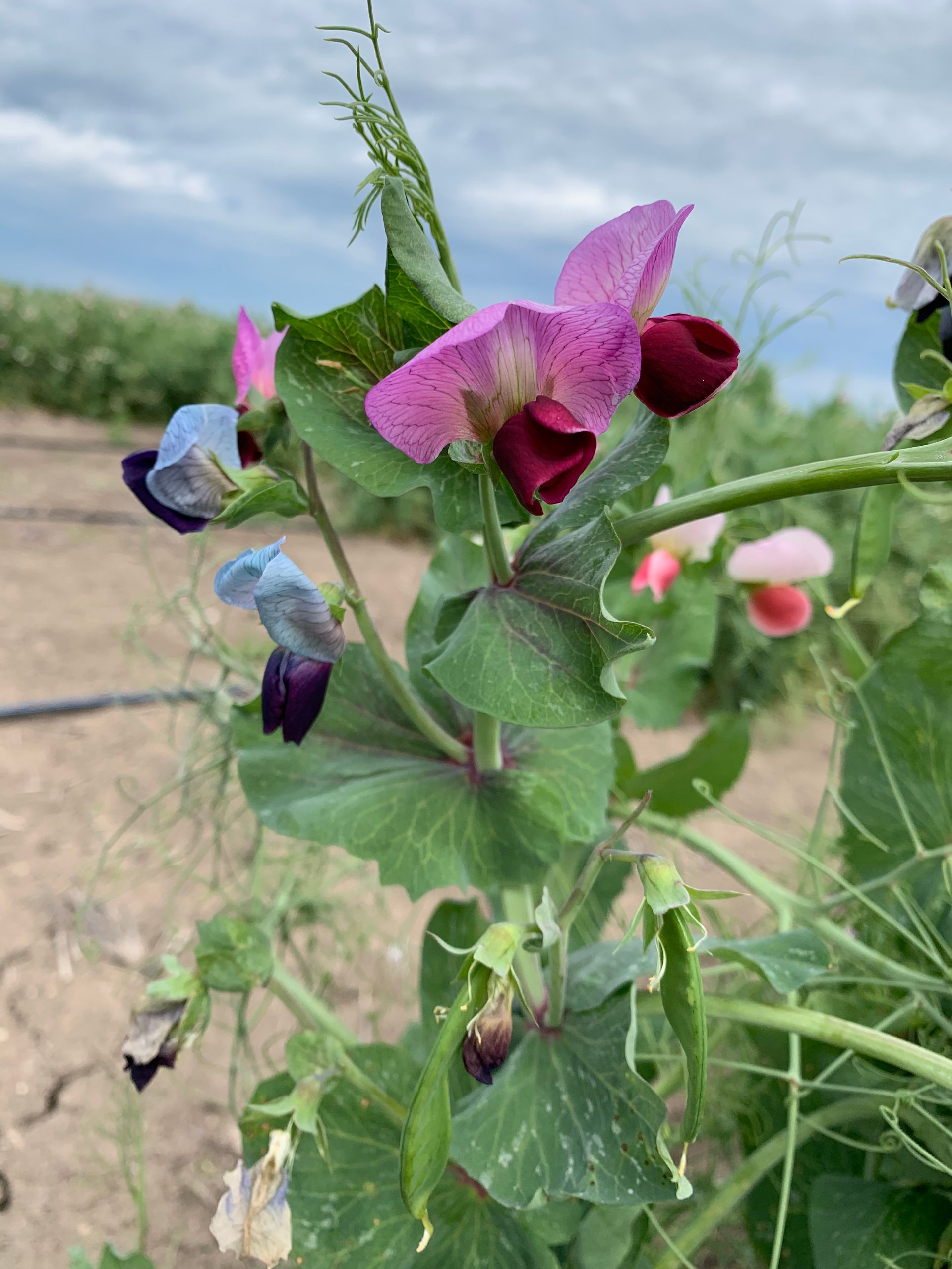 Pulse Grain Society of Australia Inc | Pulse Grains in Australia