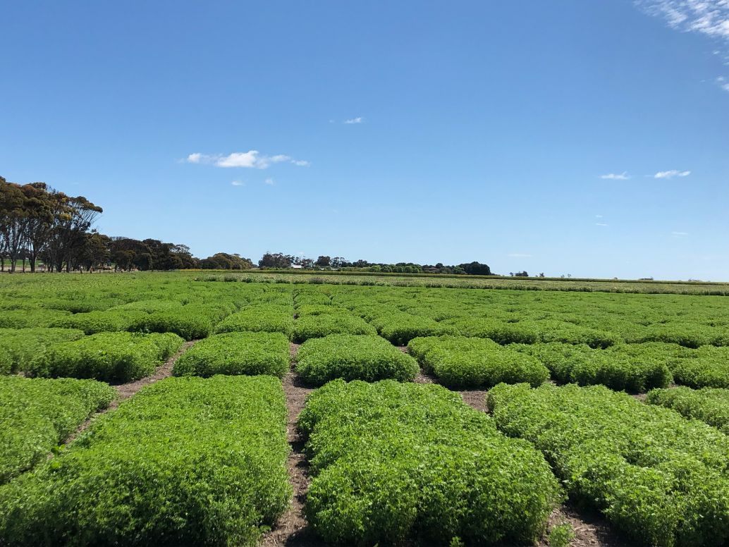 Projects | Pulse Grain Society of Australia Inc