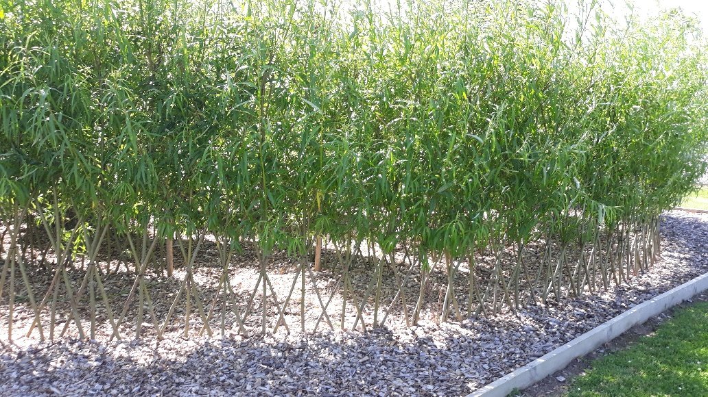 Living Willow Structures, Willow Tunnel, Willow Wigwam, Willow Dome