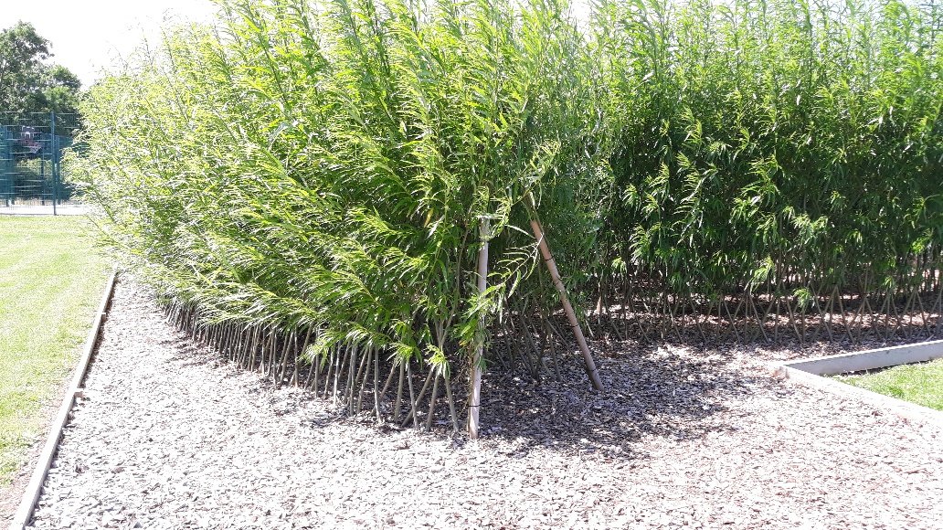 Living Willow Structures, Willow Tunnel, Willow Wigwam, Willow Dome