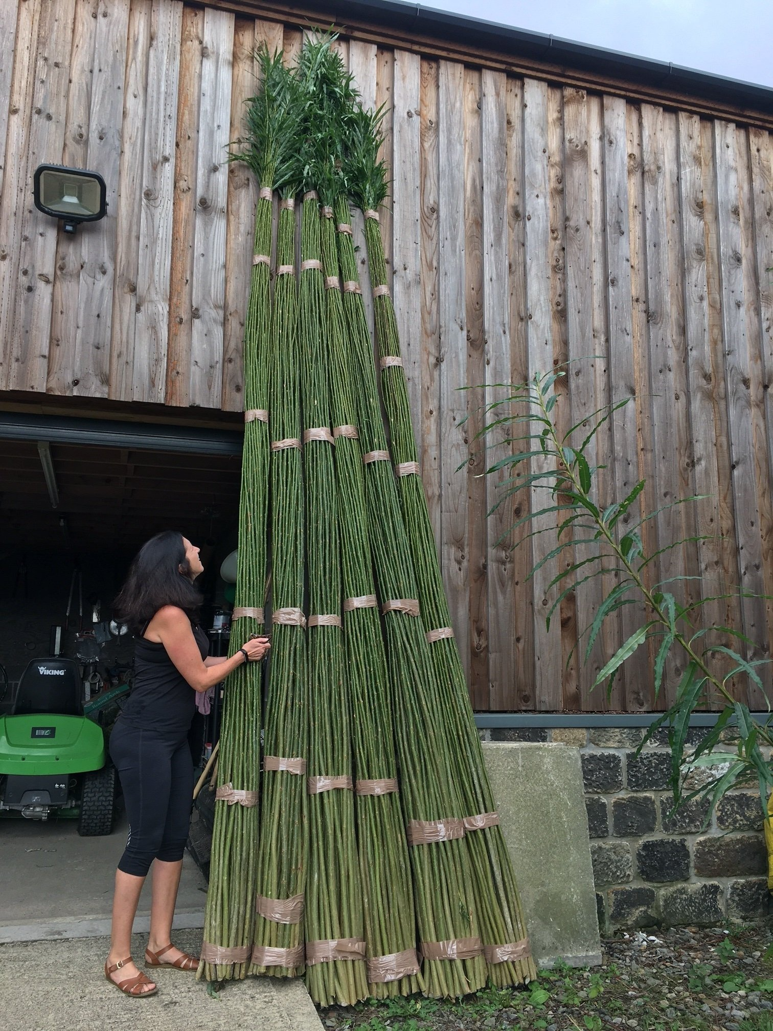 Willow for Sale, Willow Rods, Whips, Withies , Sticks