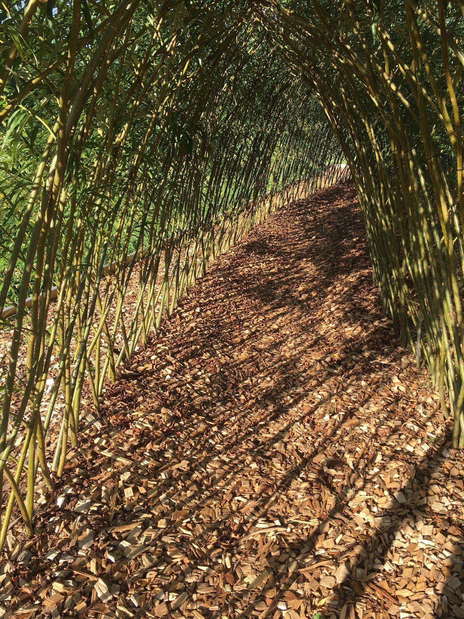 Living Willow Structures, Willow Tunnel, Willow Wigwam, Willow Dome