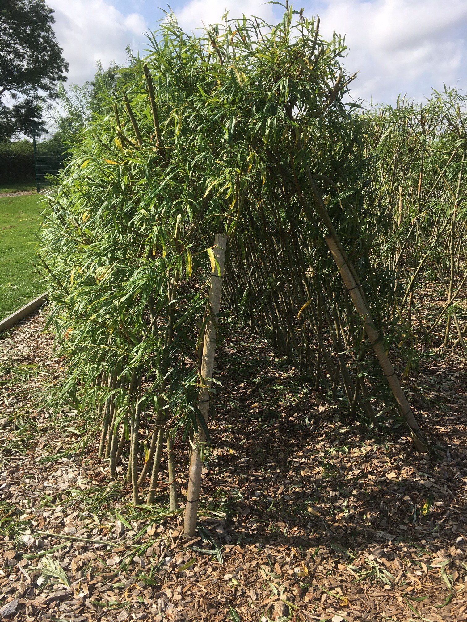 Living Willow Structures, Willow Tunnel, Willow Wigwam, Willow Dome