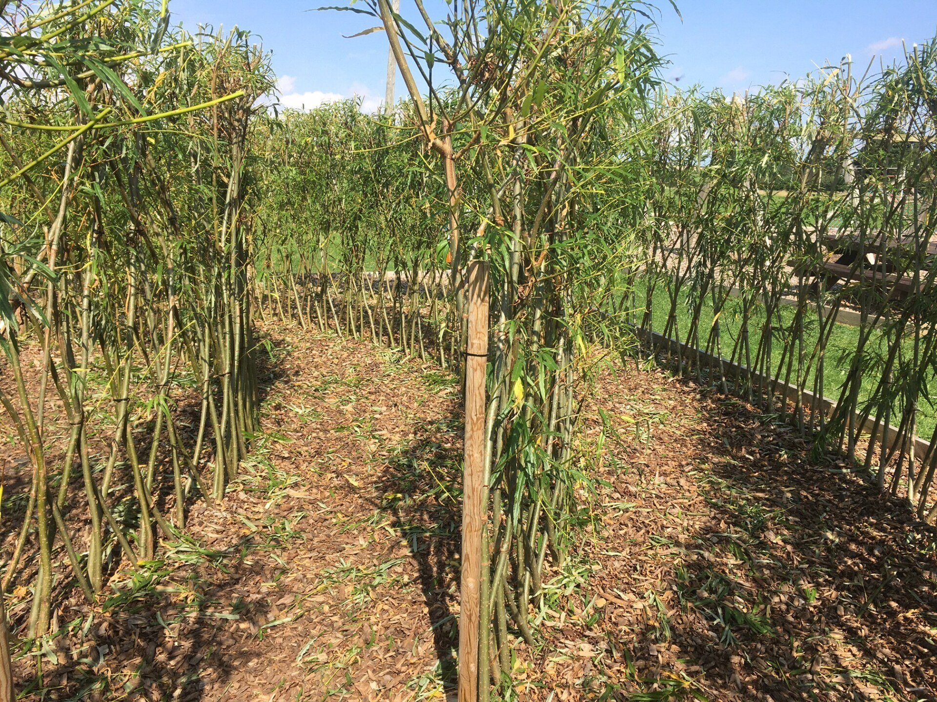 Living Willow Structures, Willow Tunnel, Willow Wigwam, Willow Dome
