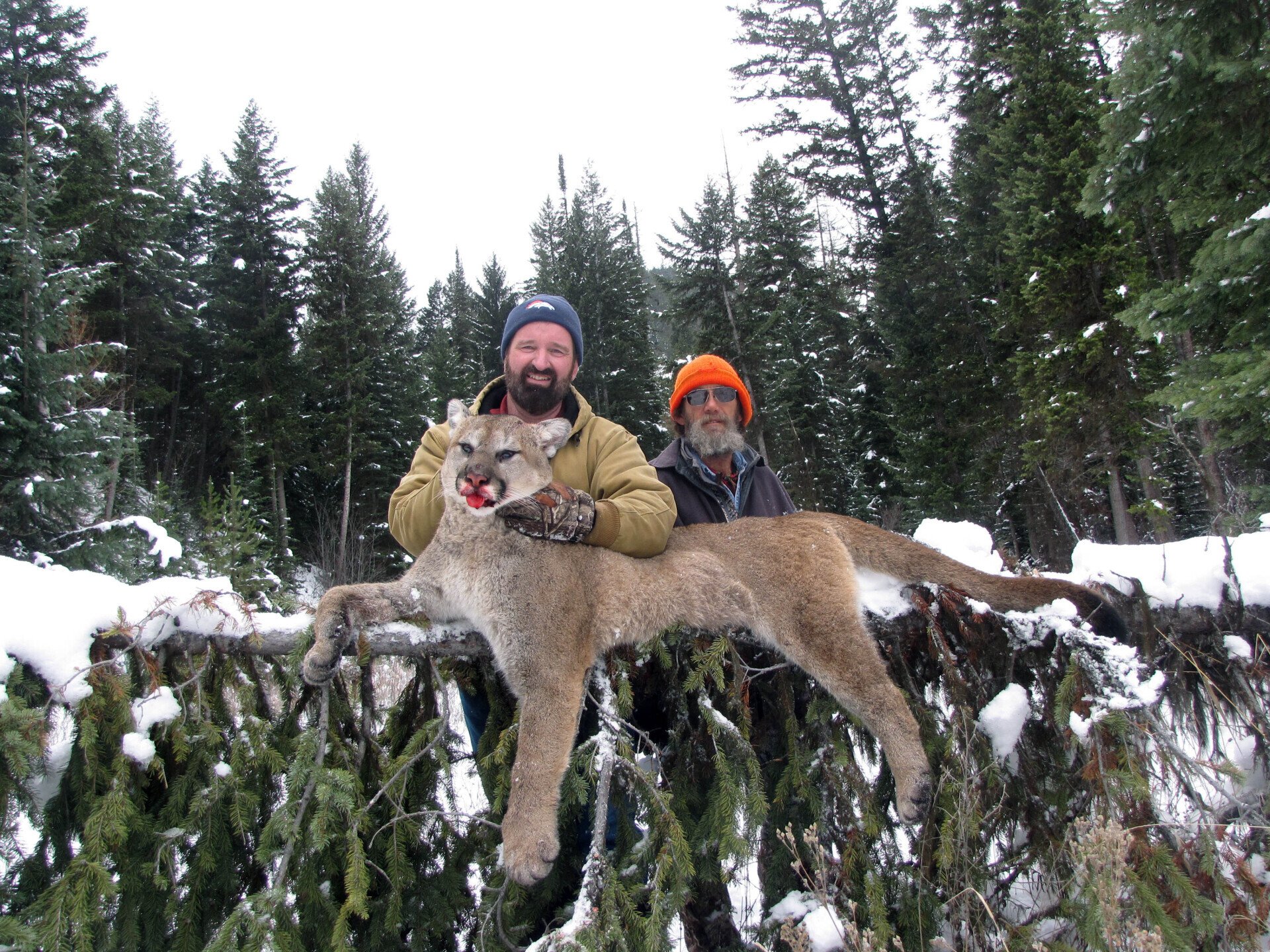 Montana Mountain Lion hunting, Montana Mountain Lion Hunt