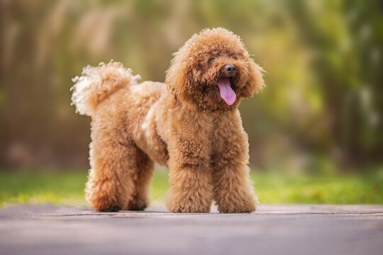 Criadero de Poodle Minitoy | Caniche