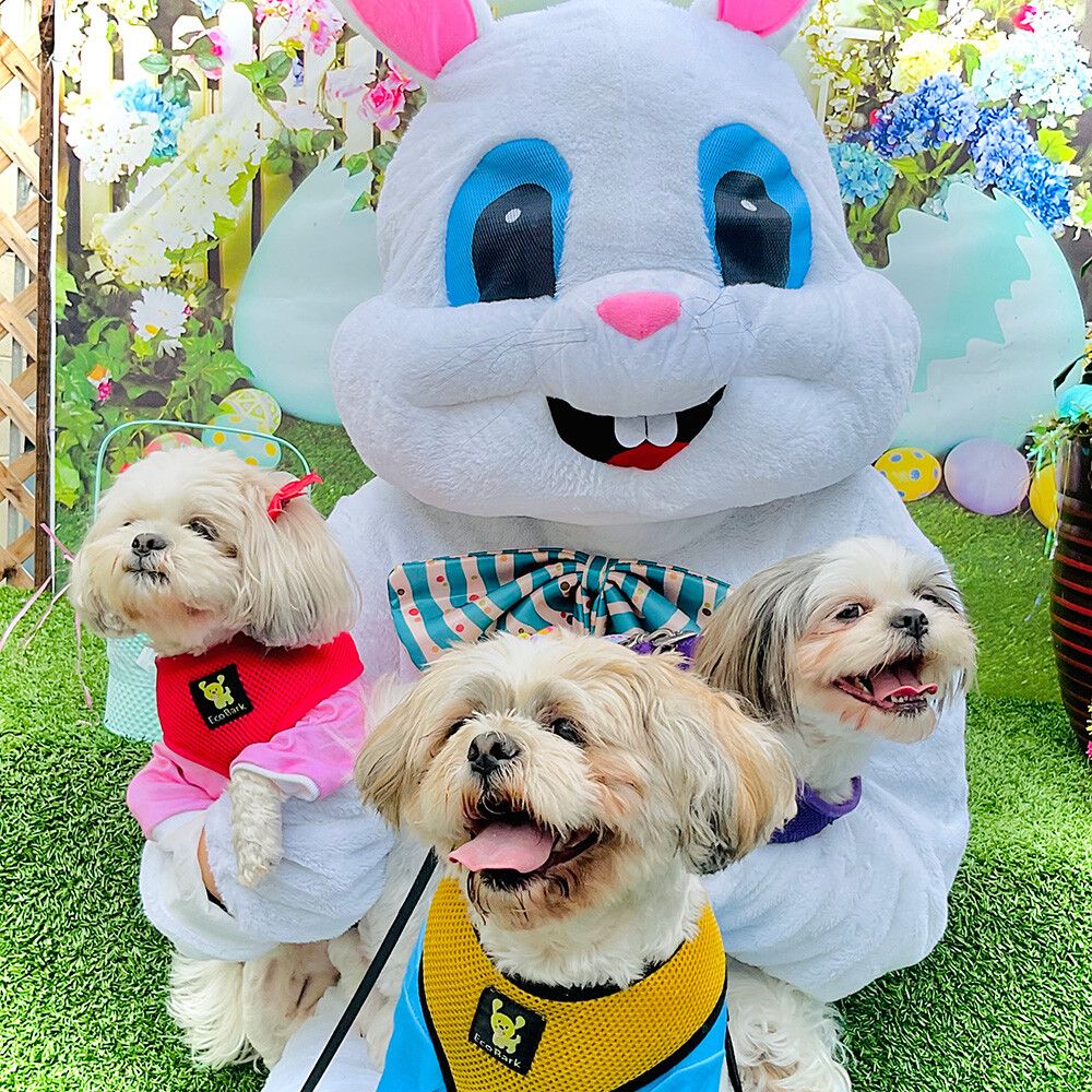 Hop into Spring: Capture Memories with the Easter Bunny!