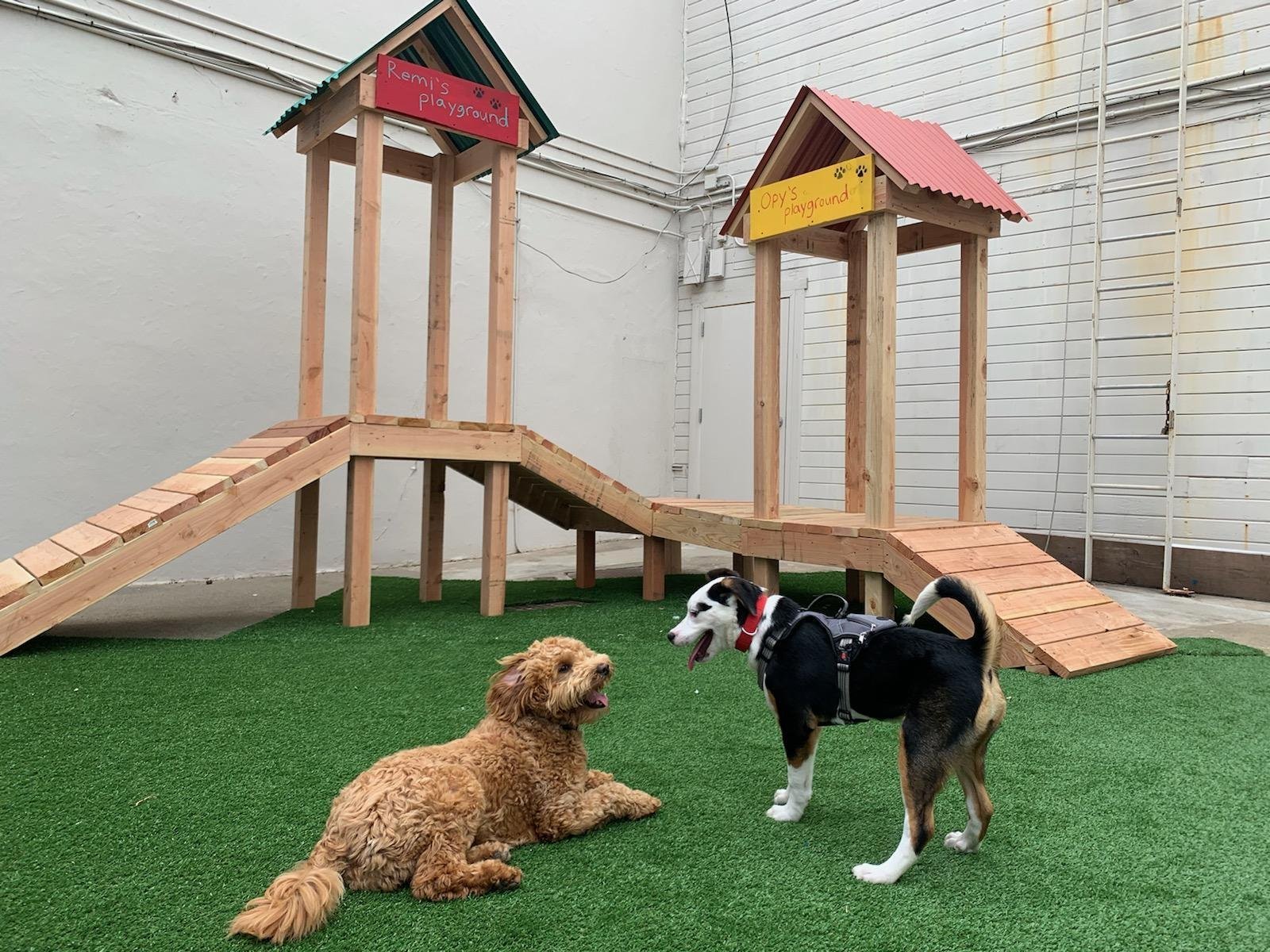 Dogs Daycare & Play Center San Francisco CA - Doggy Park Rentals ...