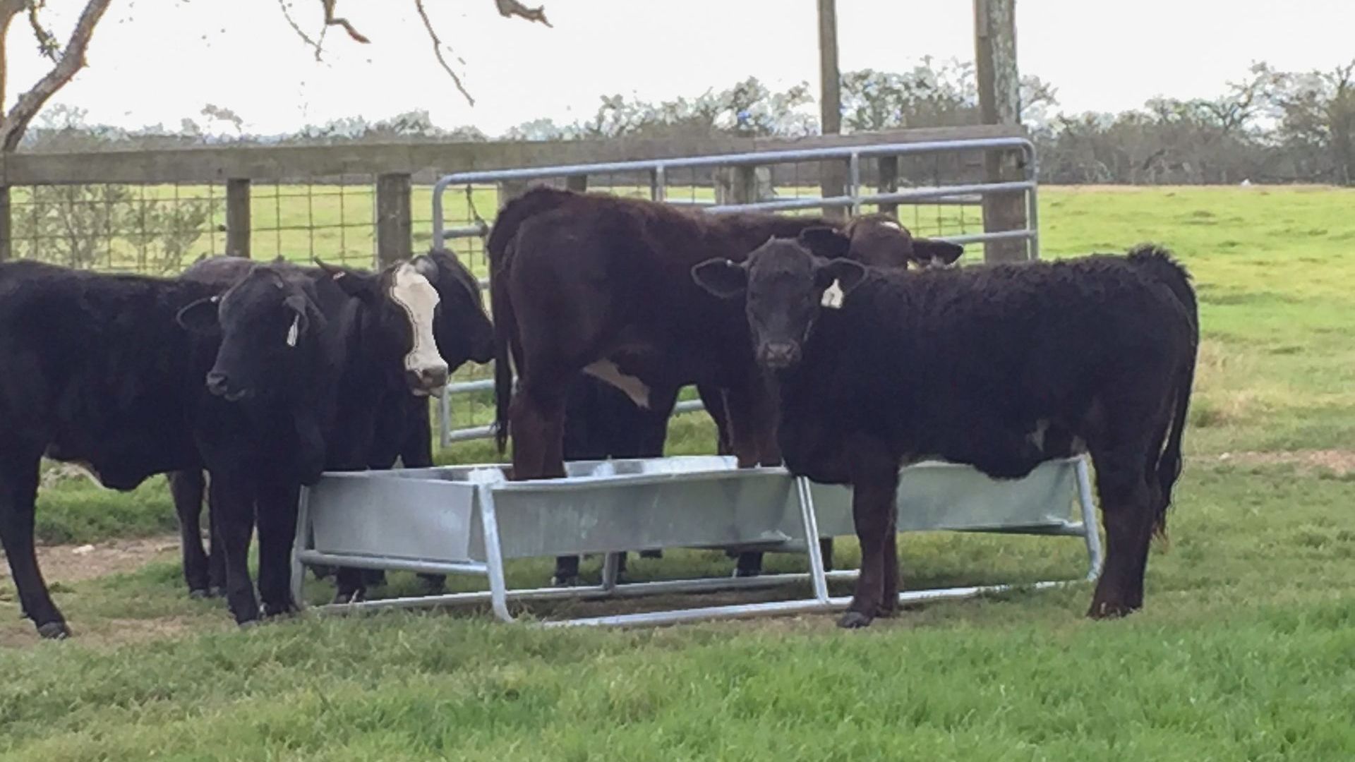 RANGER GATE | RANCH MANUFACTURING | CATTLE