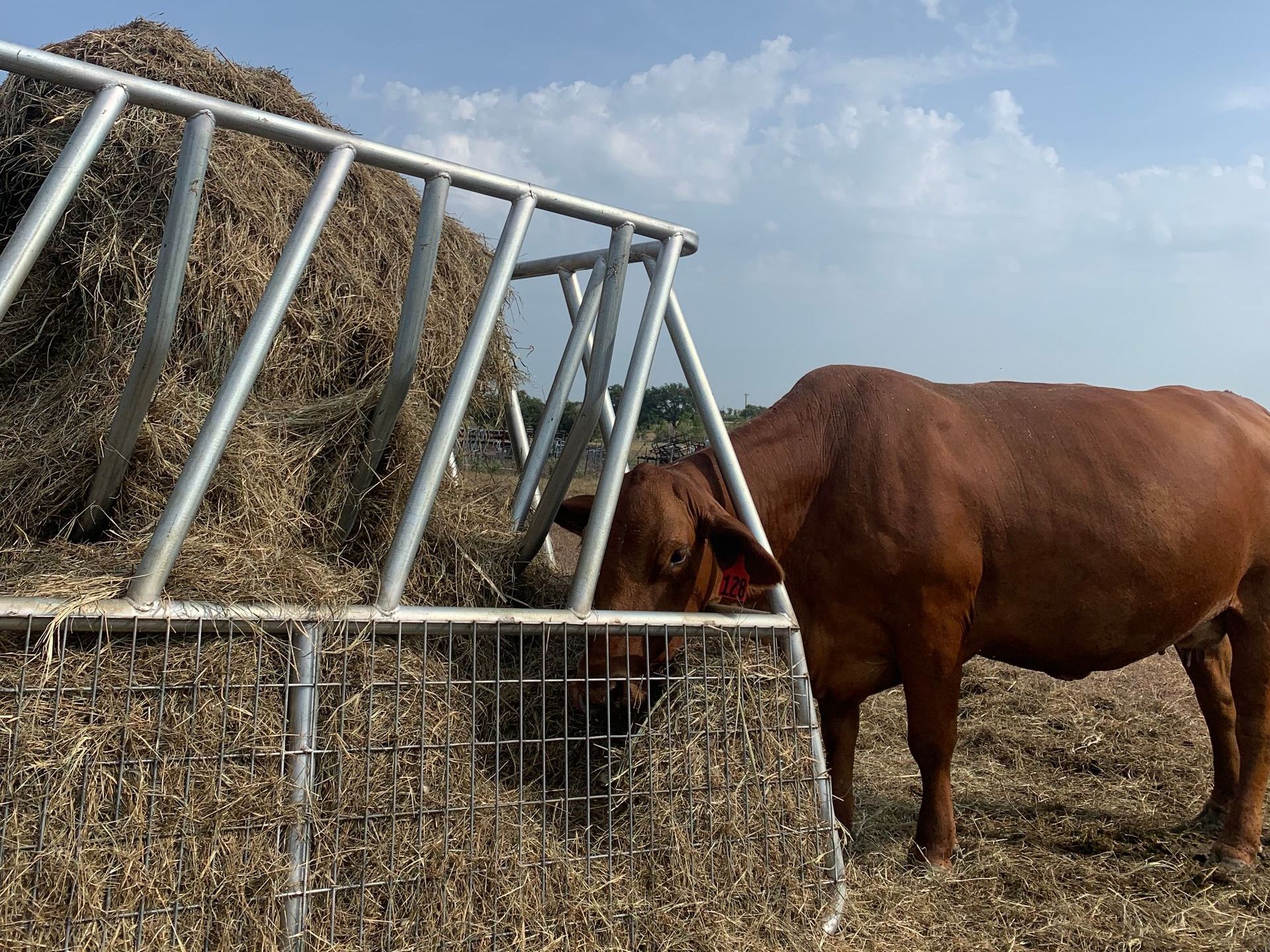 RANGER GATE | RANCH MANUFACTURING | CATTLE