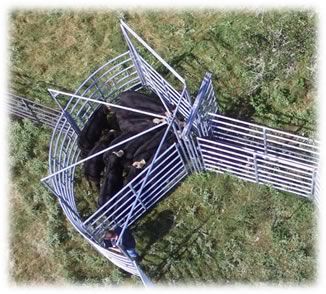 RANGER GATE | RANCH MANUFACTURING | CATTLE