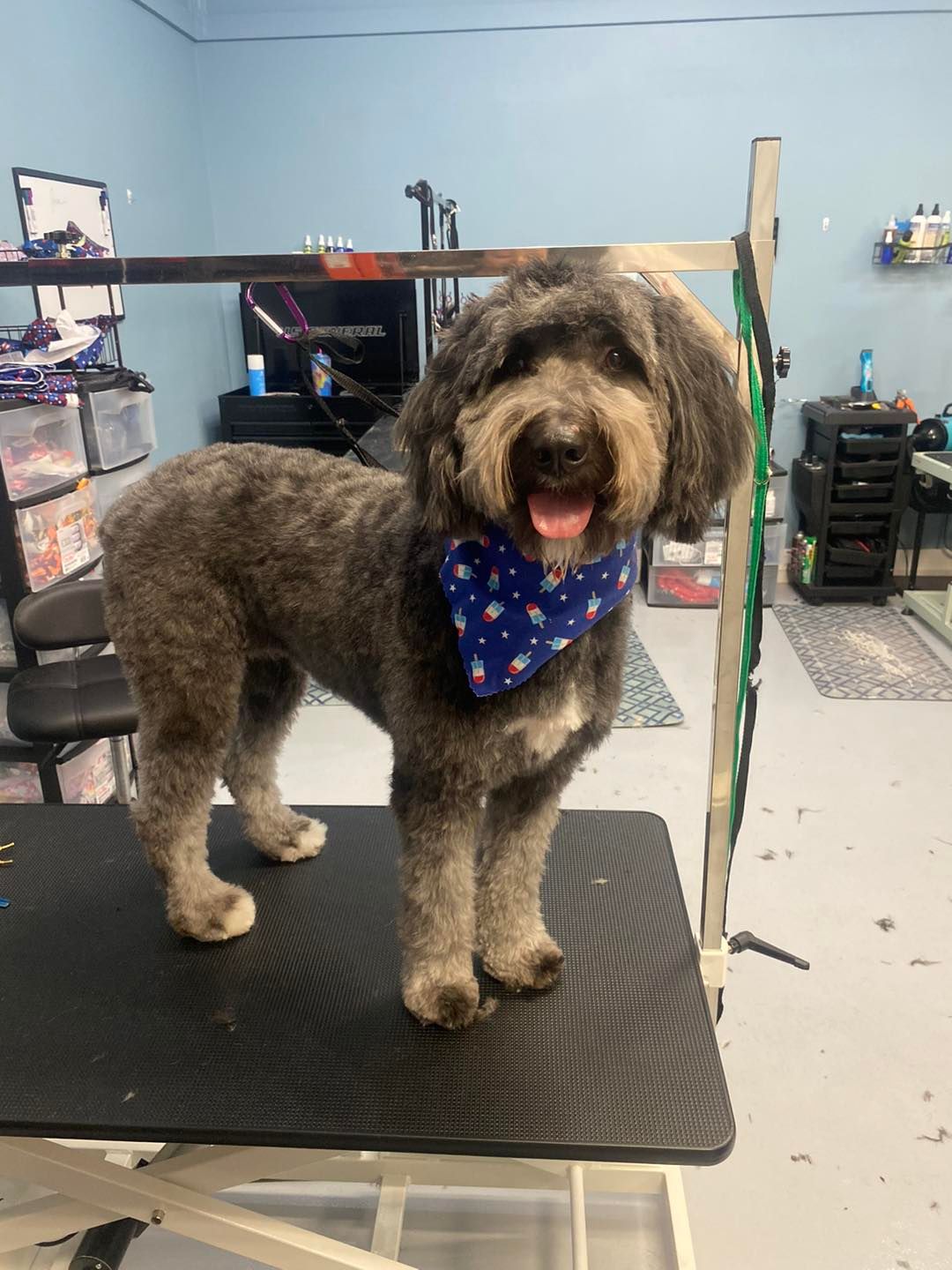 Dog Grooming Holland Mi