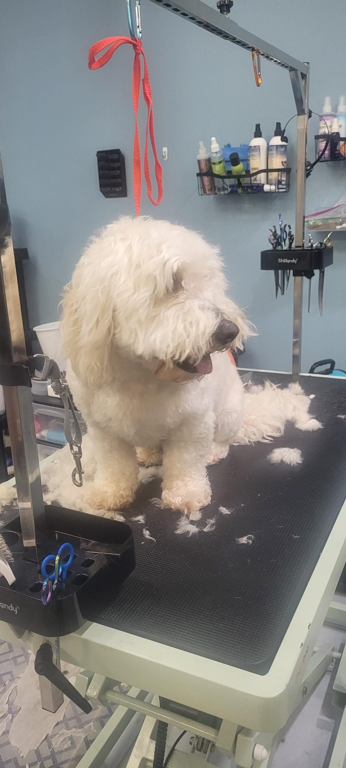 Dog Grooming Holland Mi