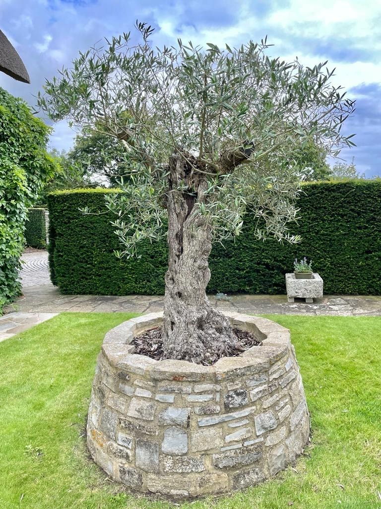 Professional Tree & Shrub Pruning Services