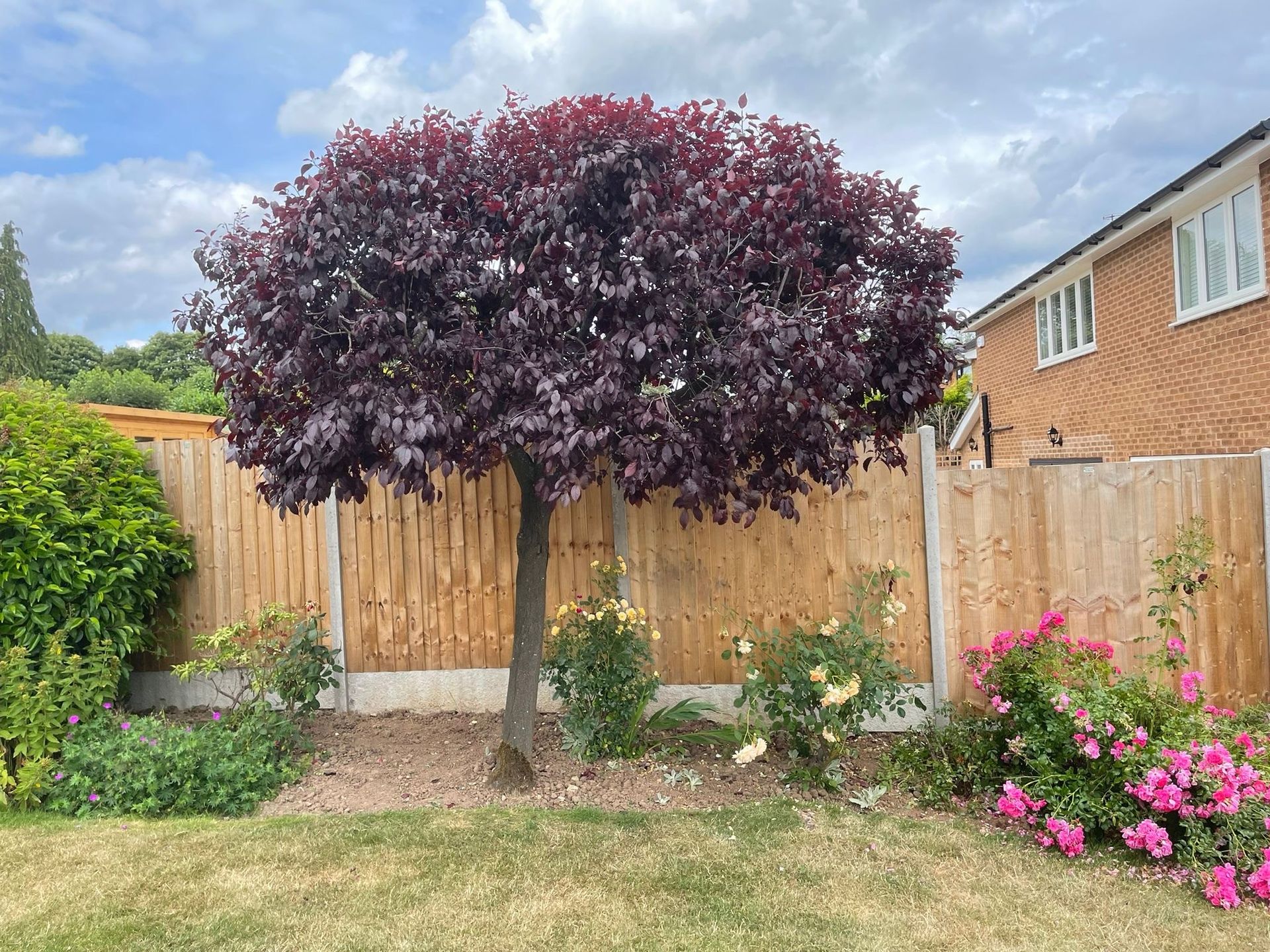 Professional Tree & Shrub Pruning Services