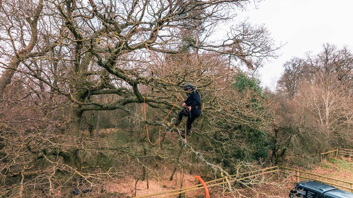 Domestic Tree & Garden Services | Trees N Gardens