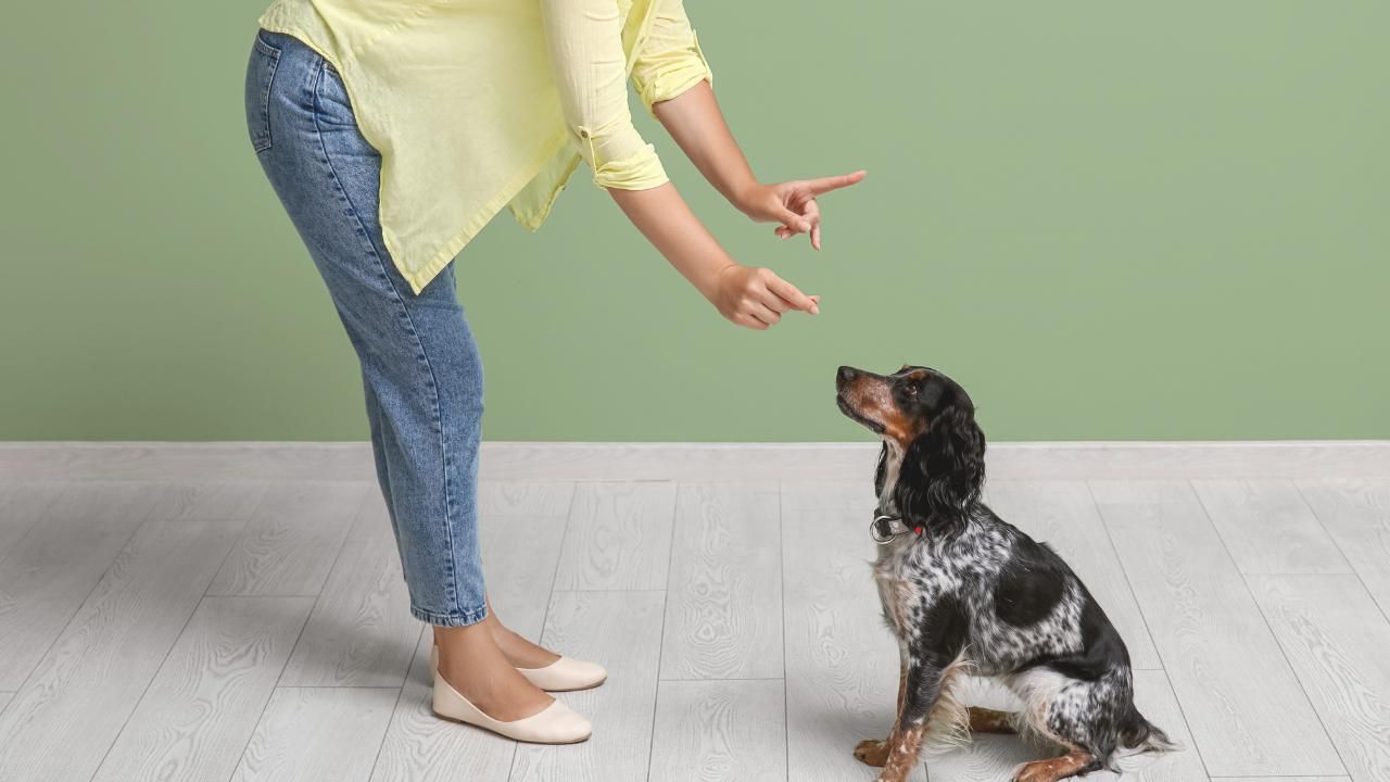 Voice or Hand Signals? How Dogs Learn Commands Best