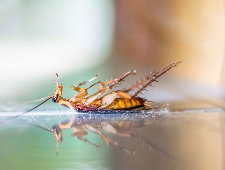 Pest Removal | Reeds Spring, MO