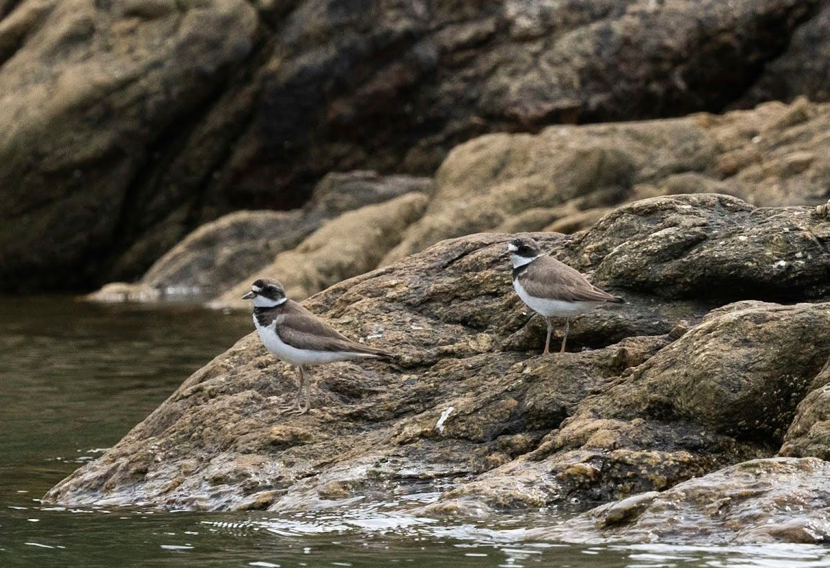 Birding Tips from Pittsburgh's National Aviary