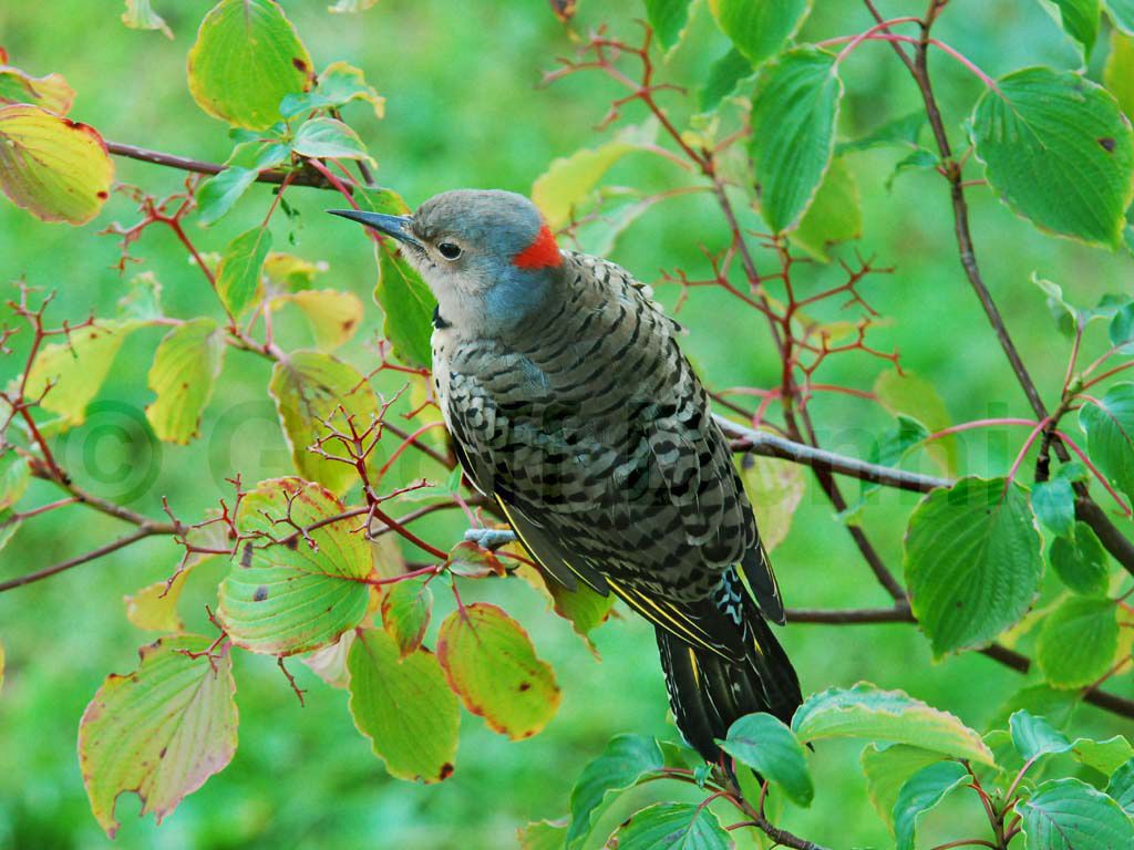 Birding Tips from Pittsburgh's National Aviary