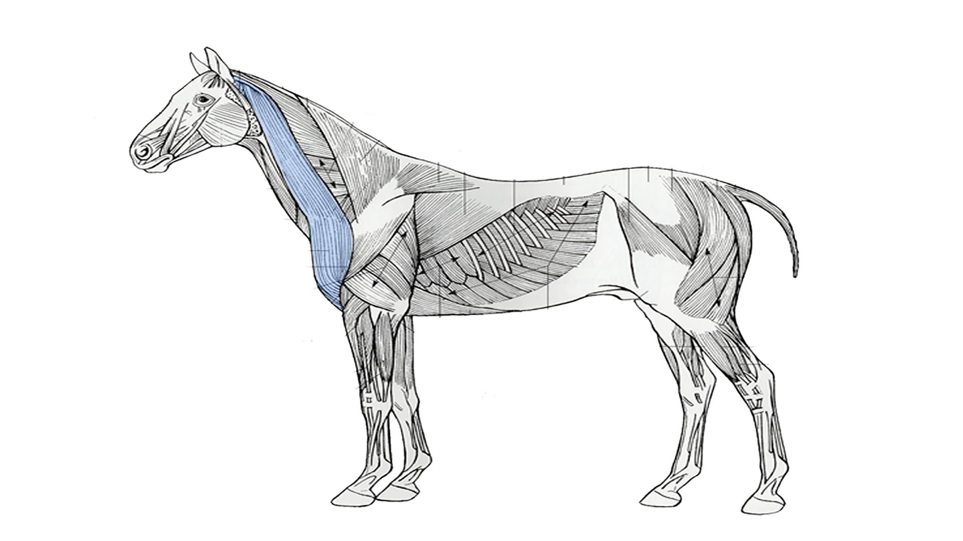 Brachiocephalicus