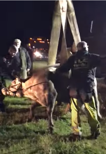 Cow Winching