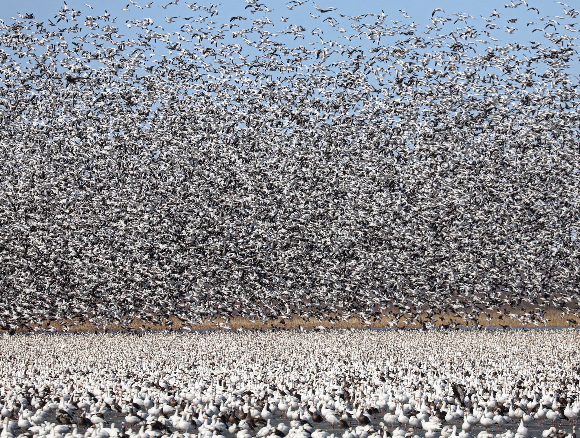 Snow Goose Hunting Guide | Spring & Fall