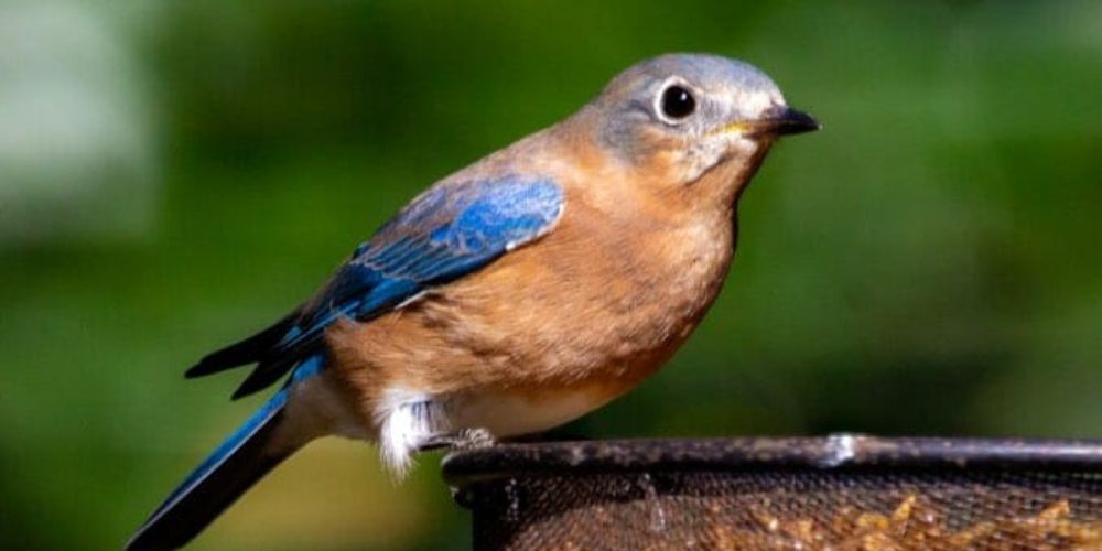 Beginner's Guide: Identify Common Backyard Birds