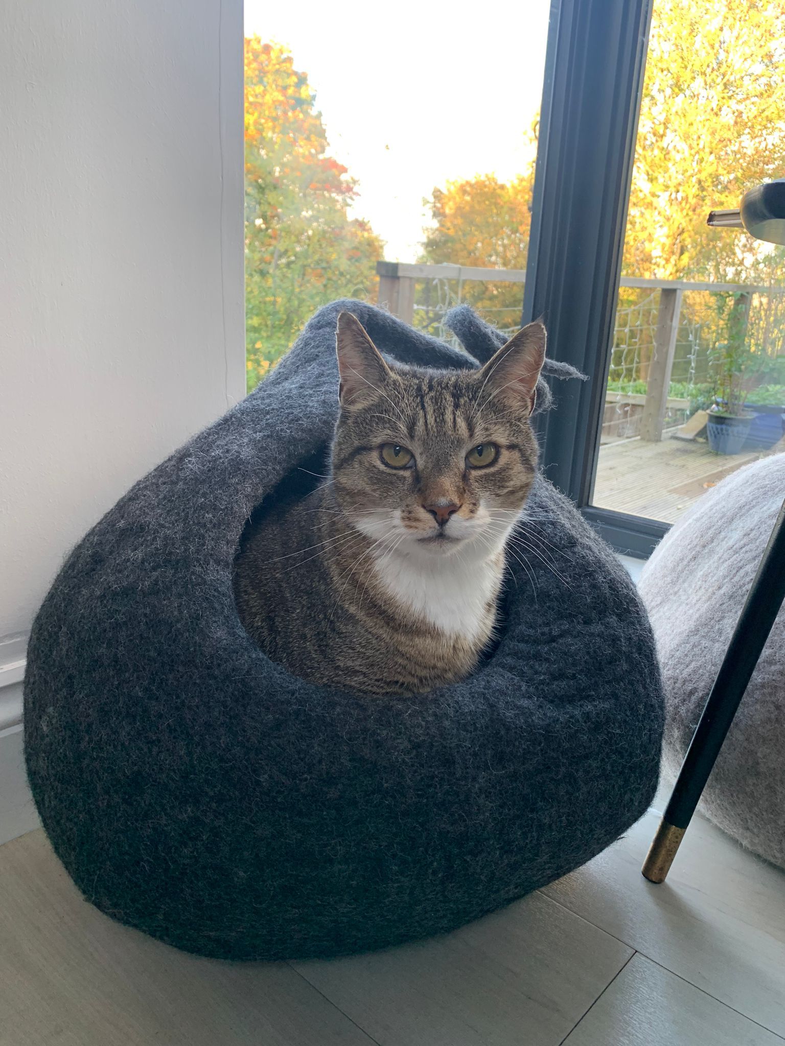 Our Story - The Journey Behind Cat Caves Creation