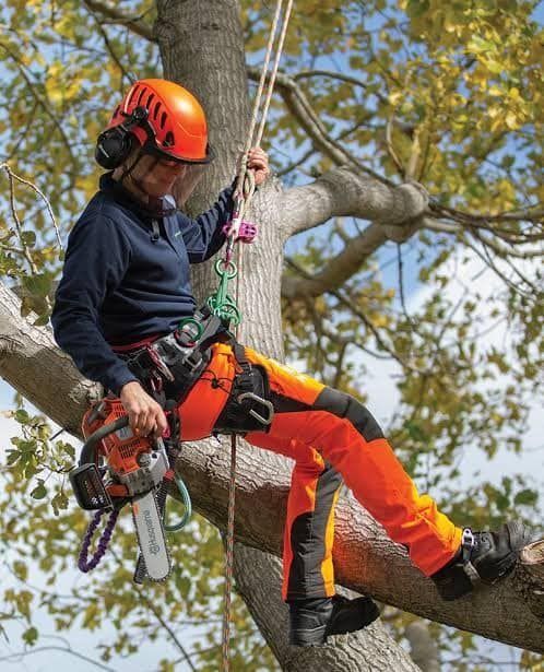 Why Do You Need An Arborist? | Tallow Tree Services