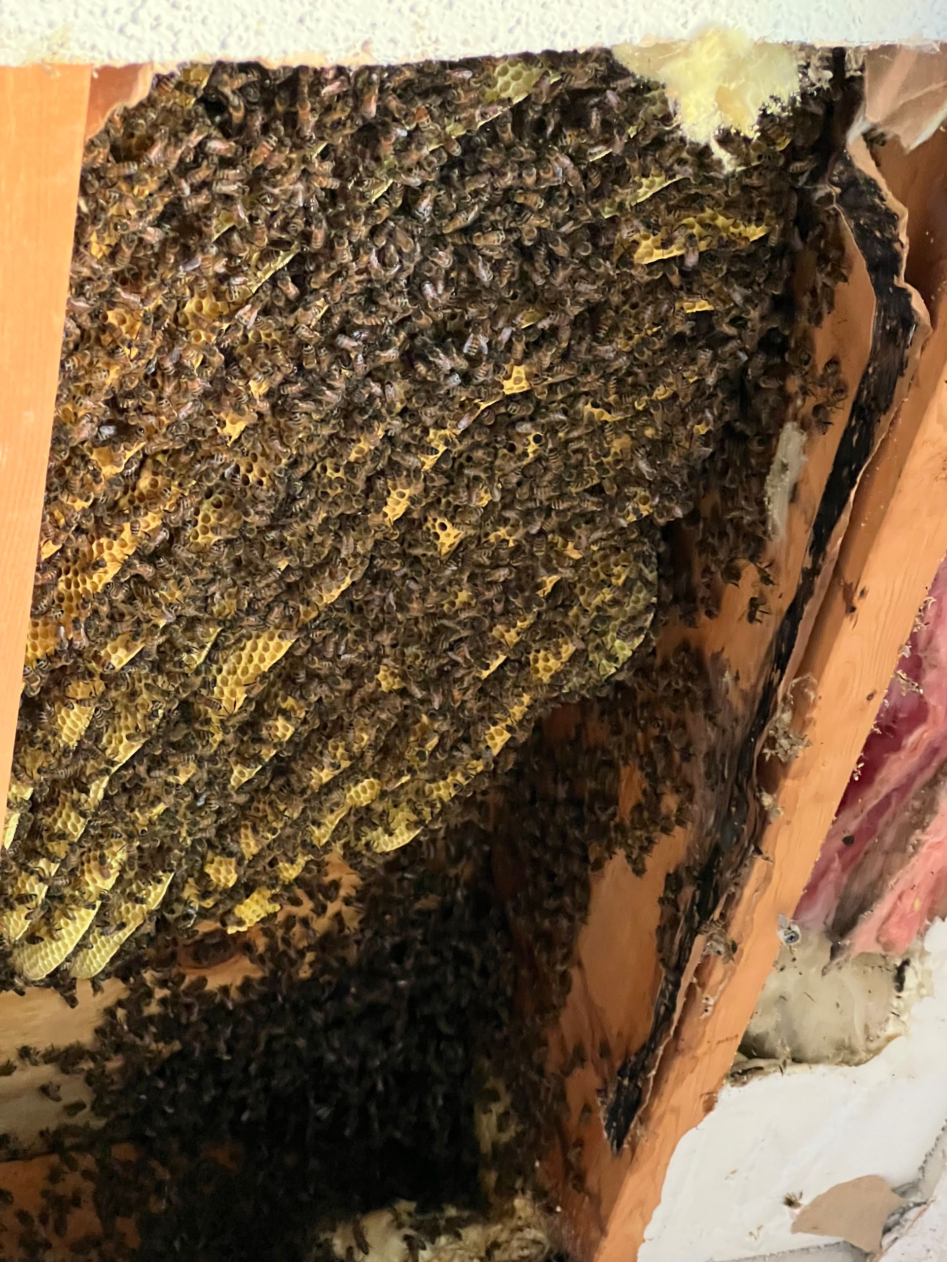 Accurate Pest Control's Gallery of Work
