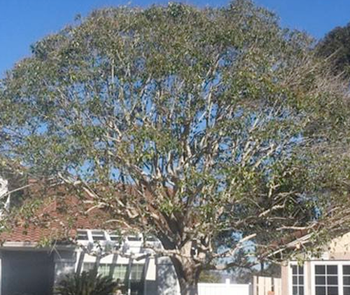 All Access Tree Care Projects Gallery