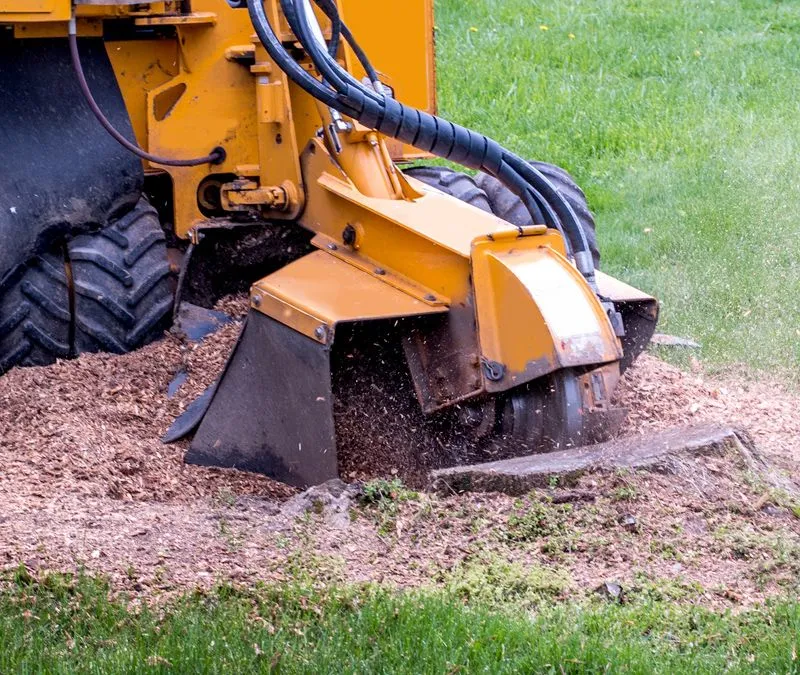 4 Important Benefits of Removing Tree Stumps