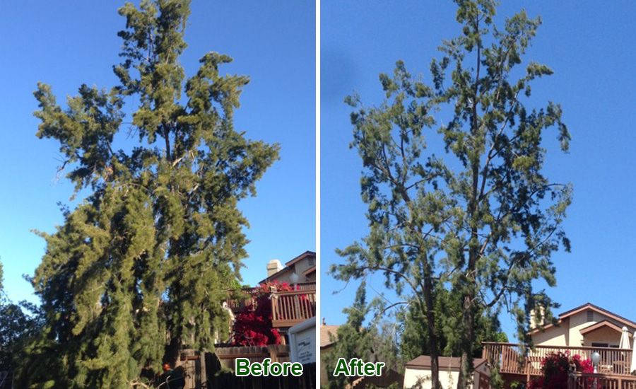 All Access Tree Care Project Gallery