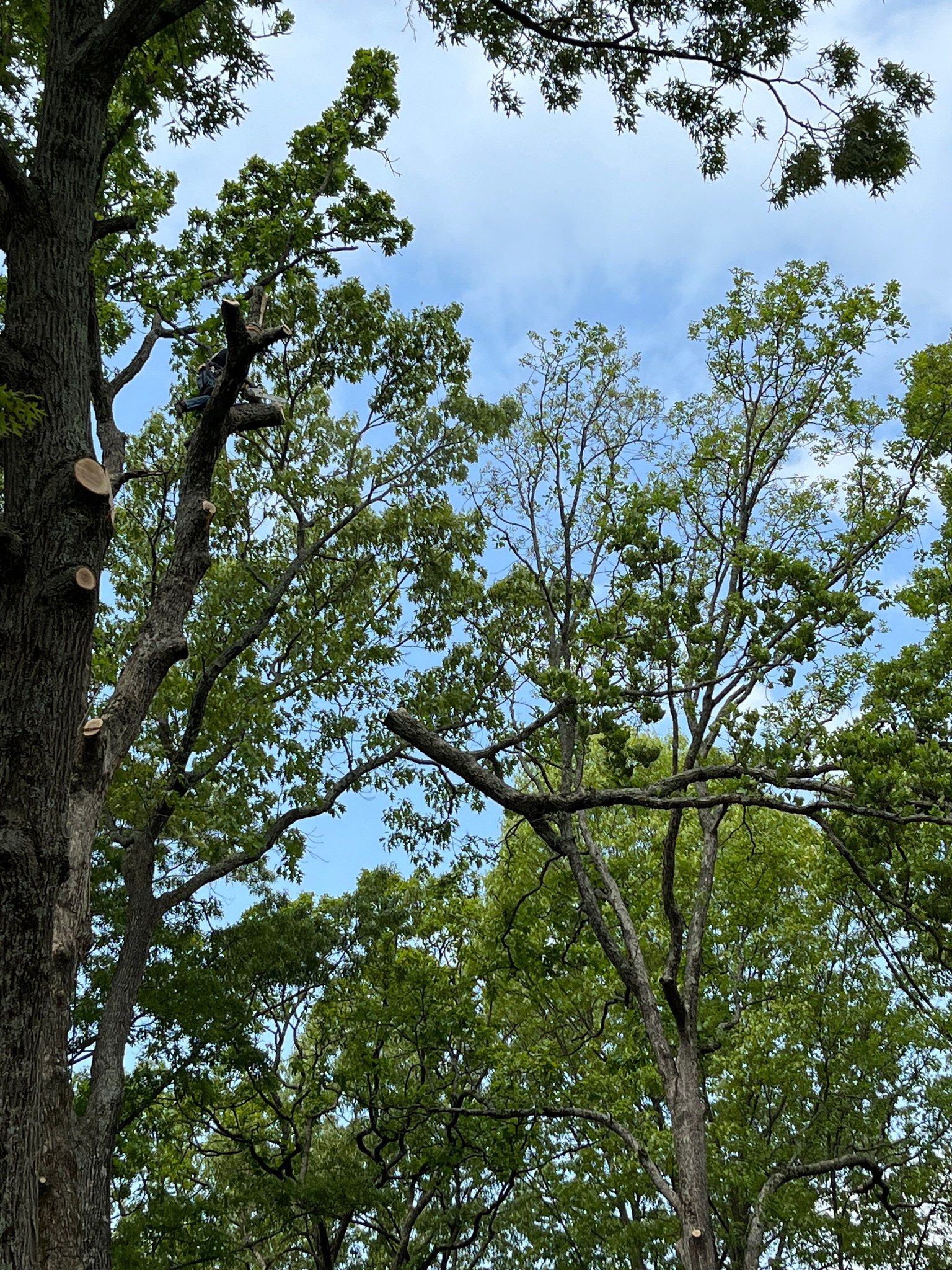 Kinsey LLC Tree Services | Tree Removal & Tree Services | Paris, TN and ...