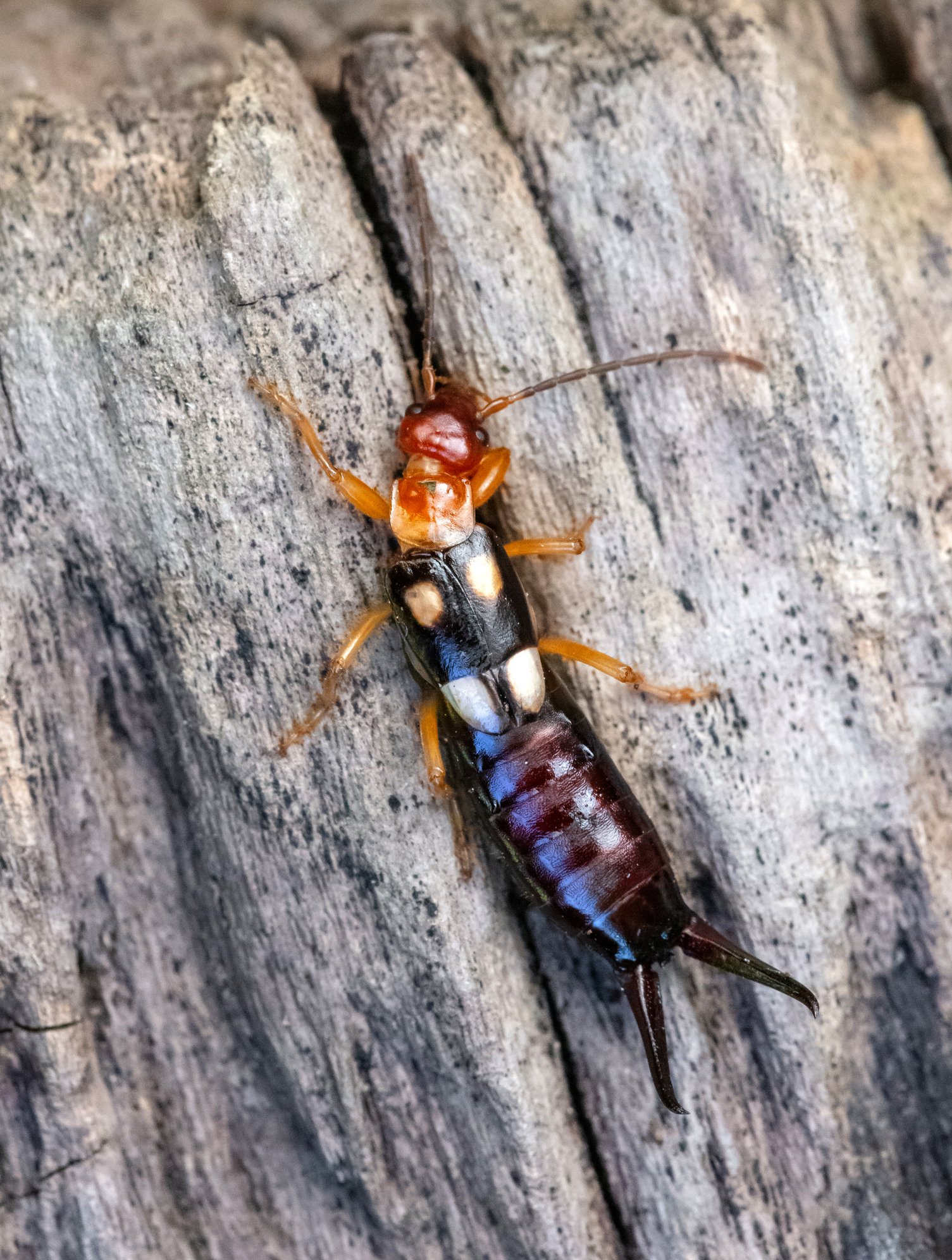 Pest Control | Ames, IA | Preferred Pest Mgmt