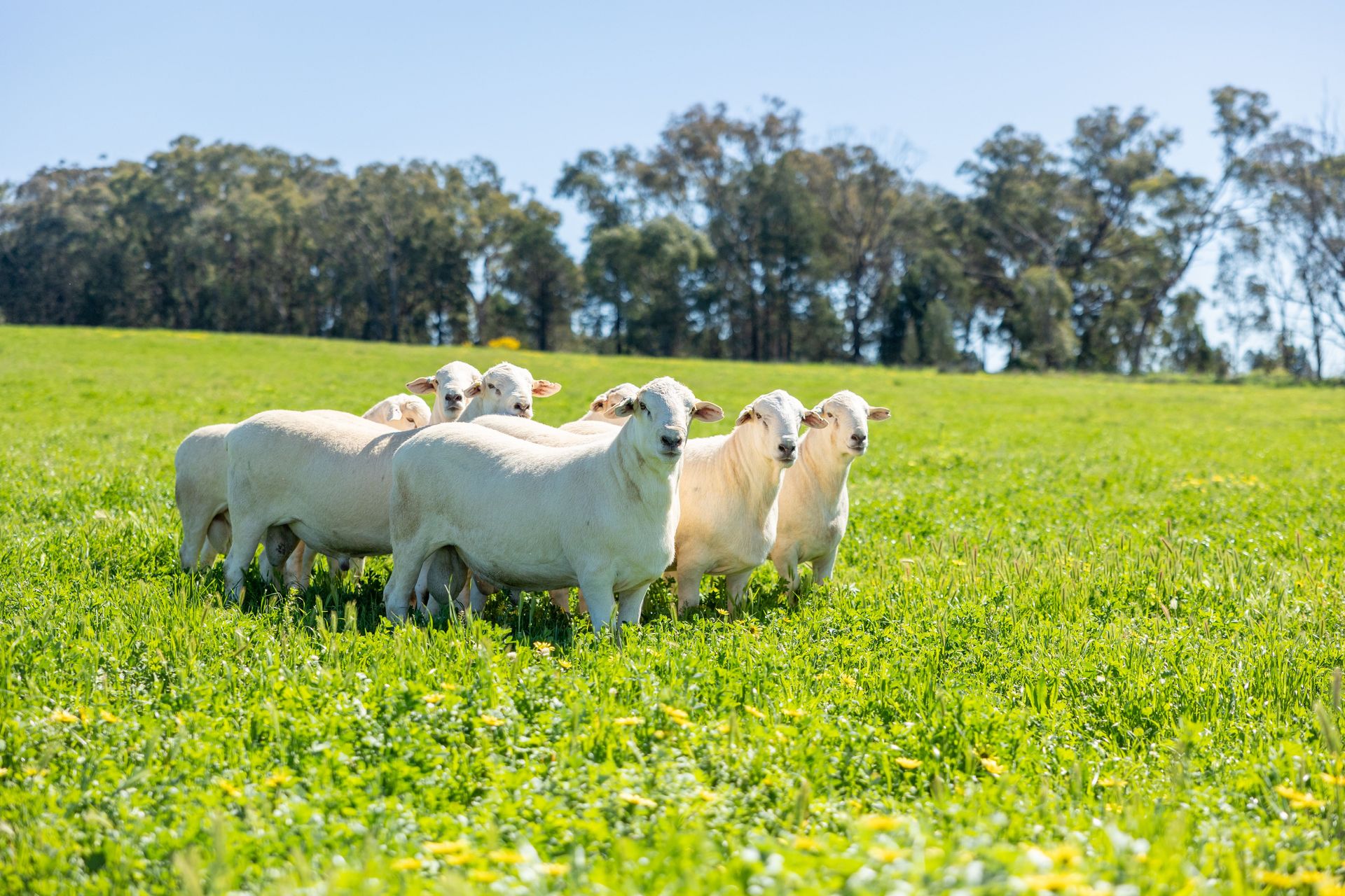 Home [www.redhillaustralianwhites.com.au]