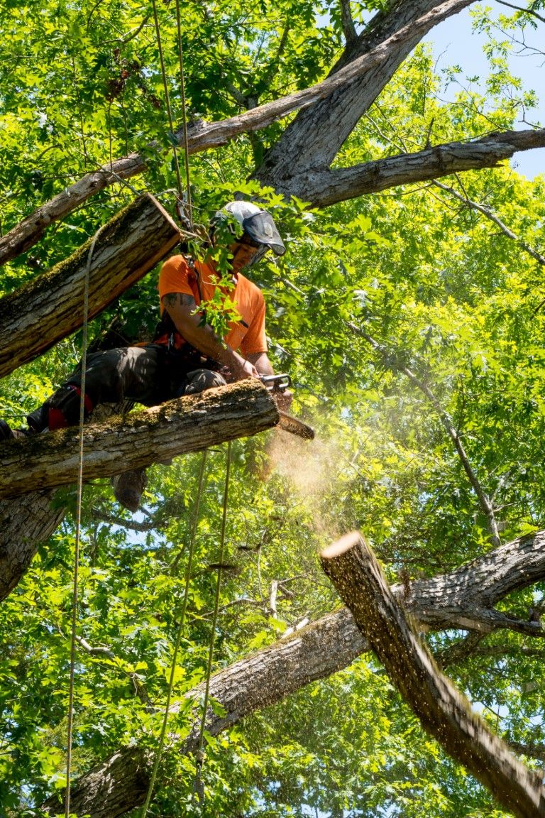 Tree Company | Tree Specialist | Huber Heights, OH