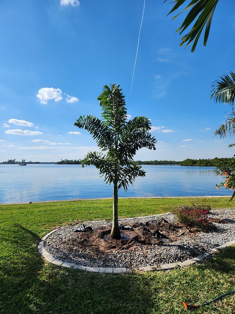 Tree Nursery | Southwest Florida | 239-543-4806