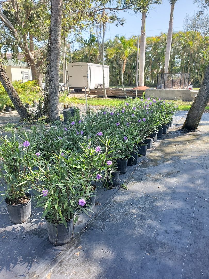 Tree Nursery | Southwest Florida | 239-543-4806