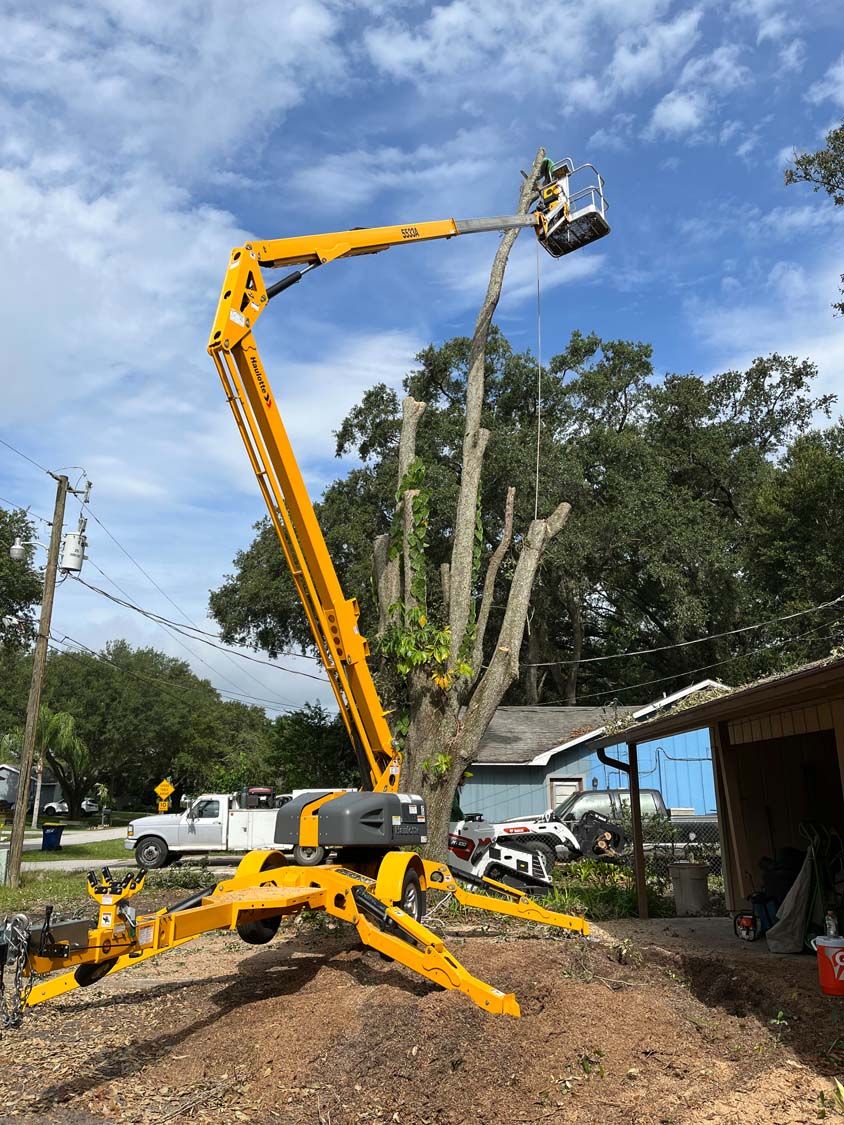 Tree Removal Clermont | Carleton Outdoor Tree Service | Crews Available
