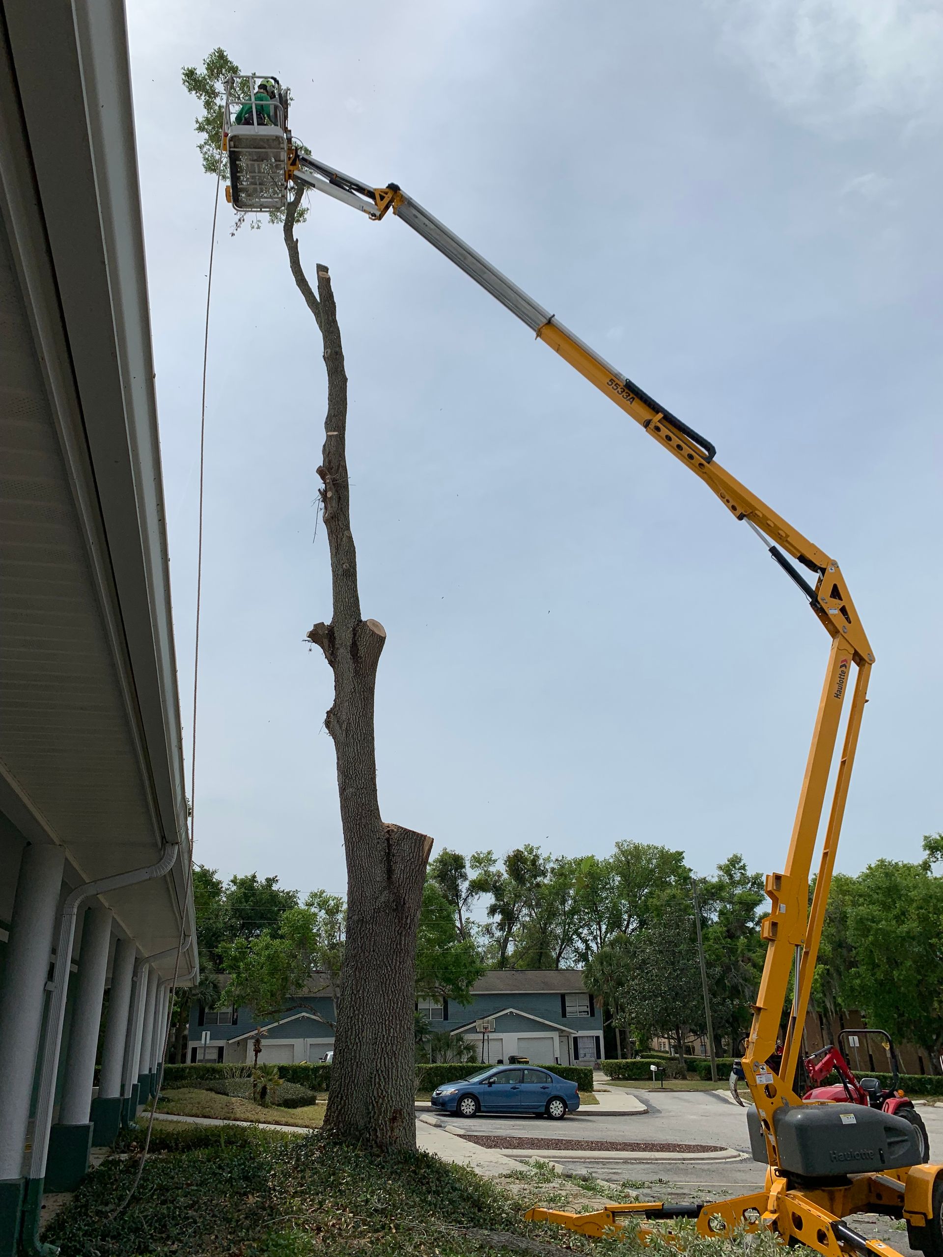 Tree Removal Clermont | Carleton Outdoor Tree Service | Crews Available