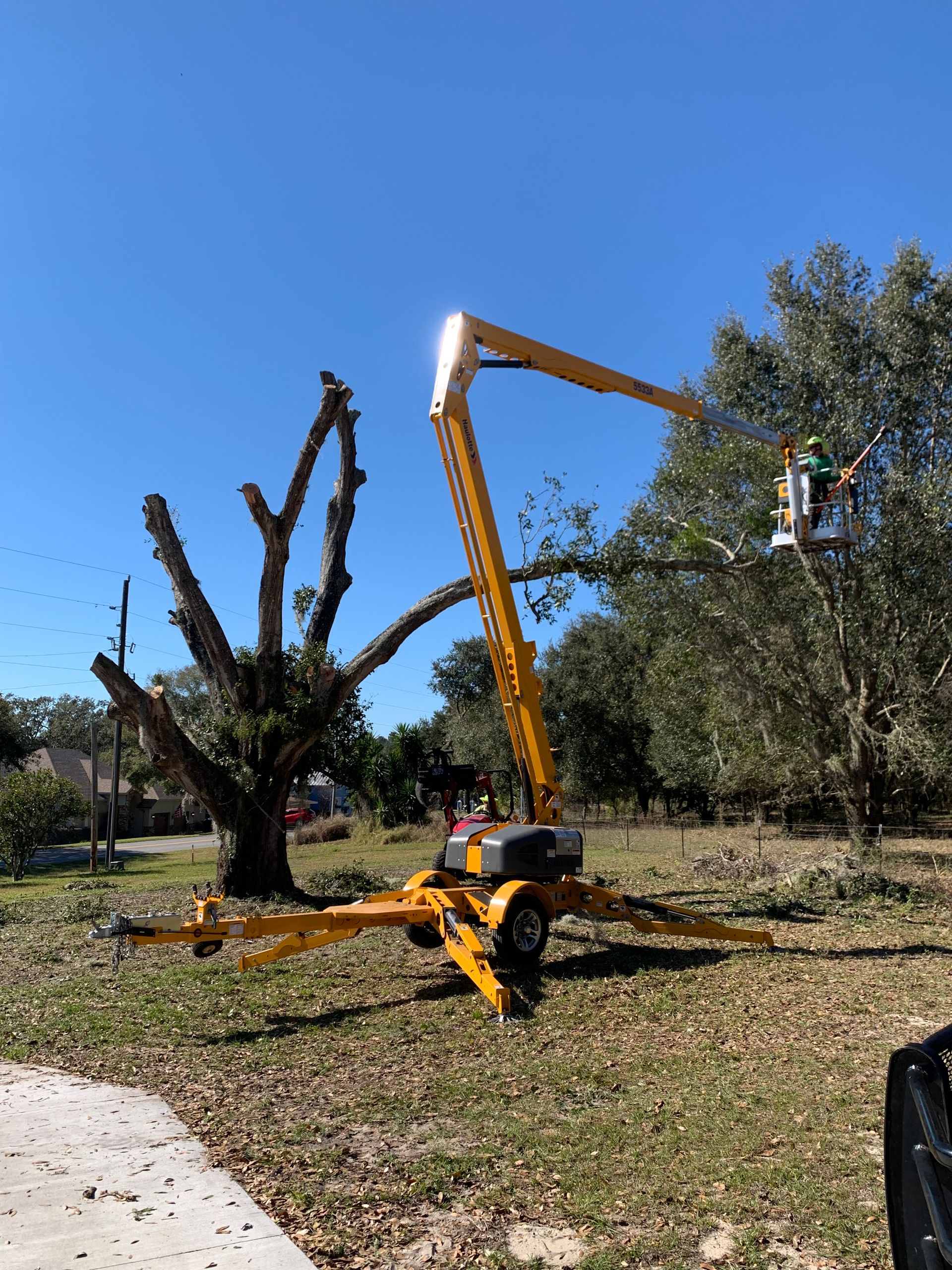 Tree Removal Clermont | Carleton Outdoor Tree Service | Crews Available