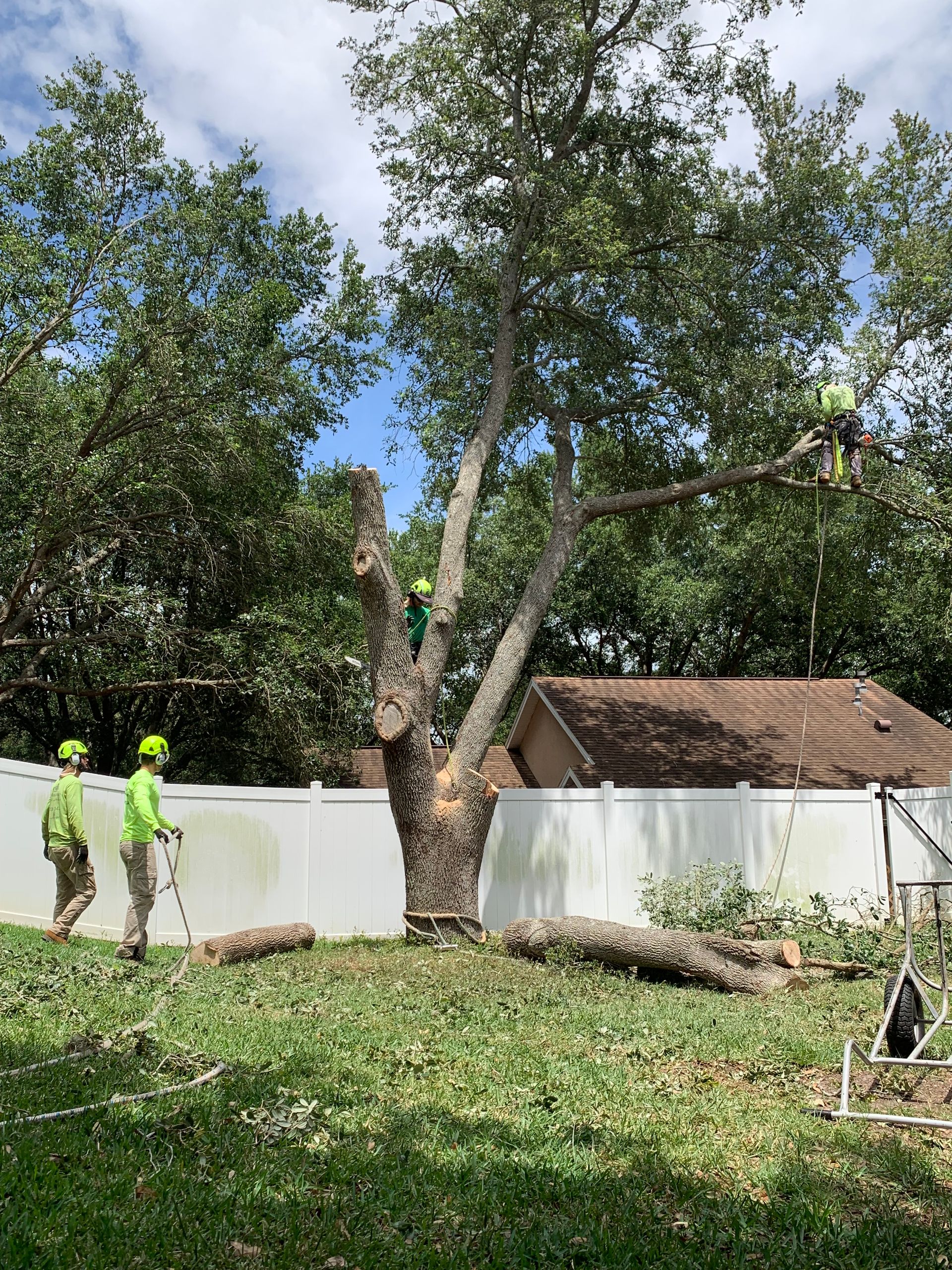 Tree Removal Clermont | Carleton Outdoor Tree Service | Crews Available
