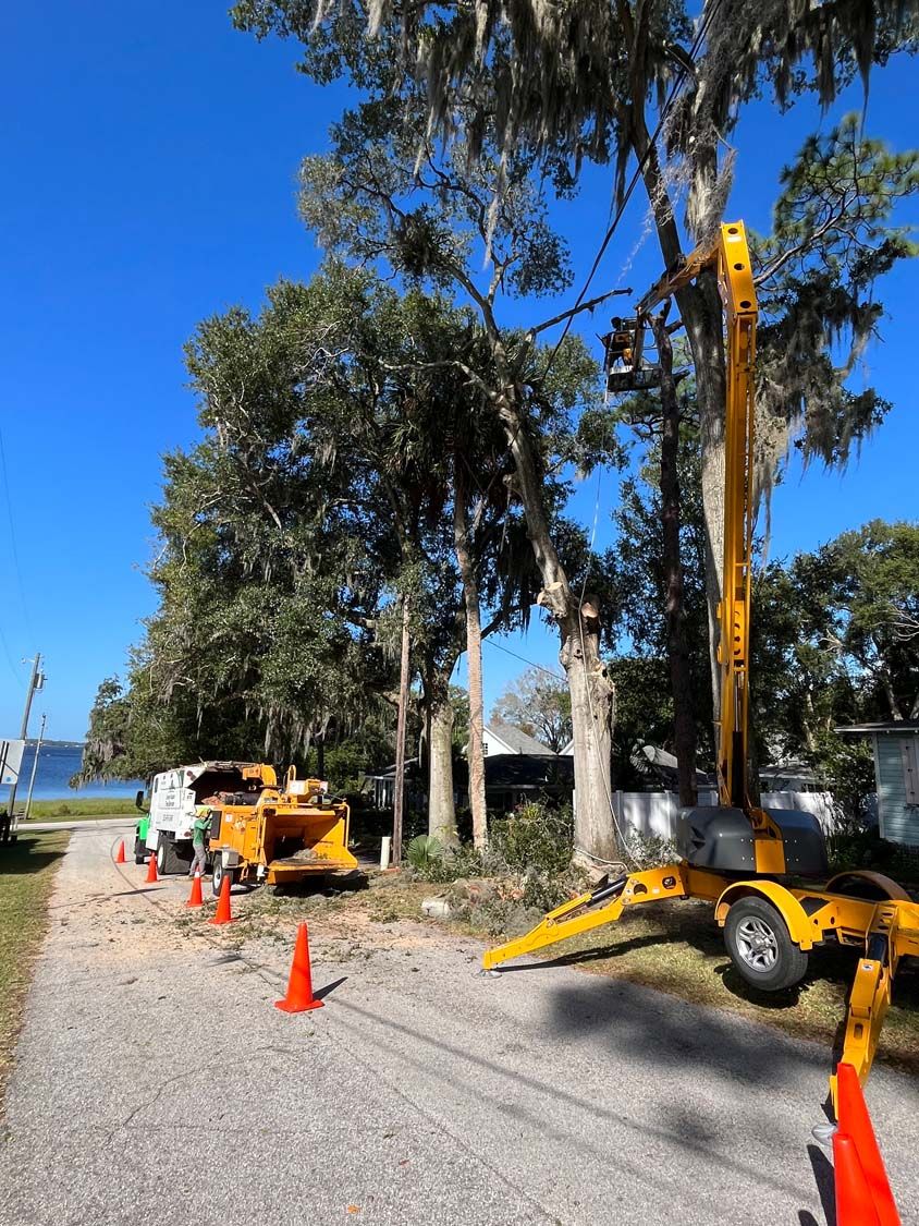 Tree Removal Clermont | Carleton Outdoor Tree Service | Crews Available