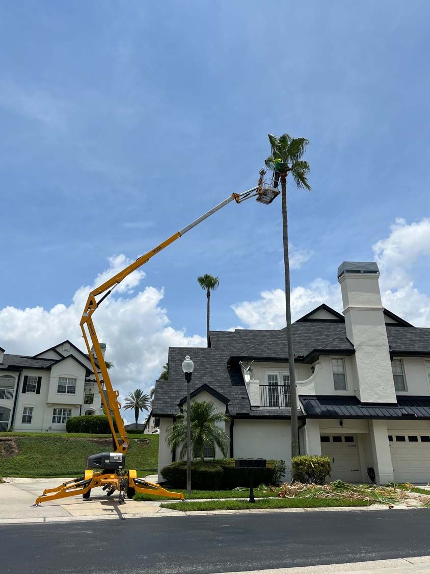 Precise Tree Pruning For Clermont | Carleton Outdoor Tree Service
